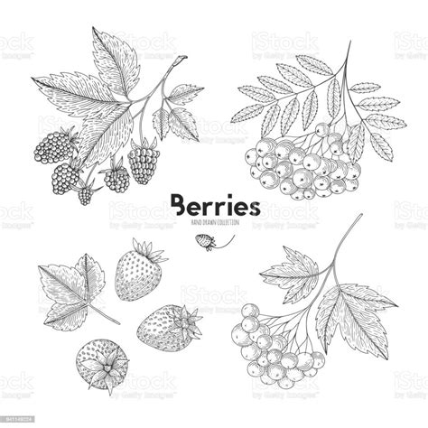 손으로 그린 딸기 흰색 배경에 고립의 집합입니다 새겨진된 베리의 식물 삽화입니다 가 막 살 나무속 라즈베리로 웬 딸기입니다 건강과 아름다움 자연 제품의 패키지 디자인 딸기에