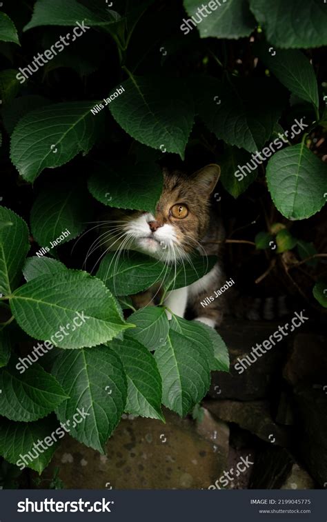 Curious Tabby White Cat Hiding Behind Stock Photo Shutterstock