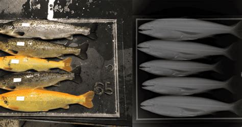 Does Gene Editing Impact Salmon Growth Or Welfare The Fish Site