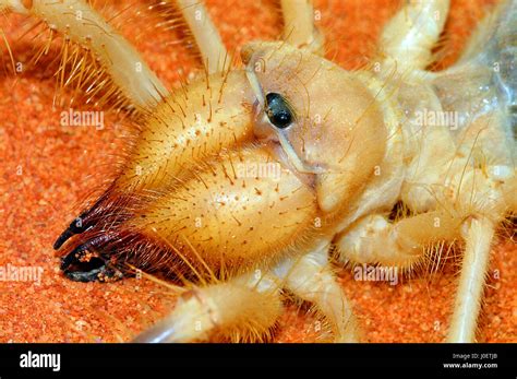 Sun Spider Size