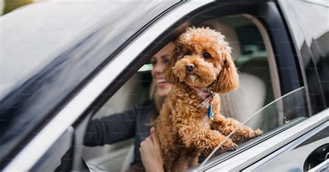 차에 앉아 운전하는 강아지와 함께 젊은 여성 운전자 사진 Unsplash의 푸들 이미지