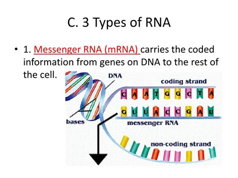 Ppt 12 3 Rna And Protein Synthesis Powerpoint Presentation Free Download Id 3449446