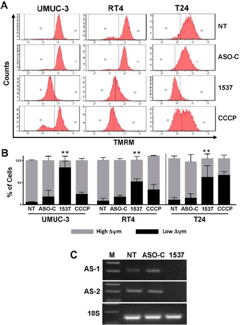 Ask Induces Dissipation Of Mitochondrial Membrane Potential Δψm