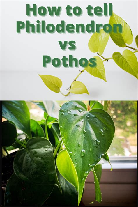 How To Tell Philodendron Vs Pothos Moody Blooms Philodendron