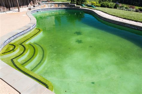 Swimming Pool Maintenance Defeating Algae