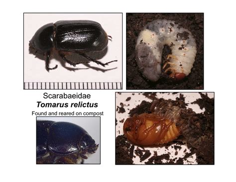 Ground Beetle Life Cycle