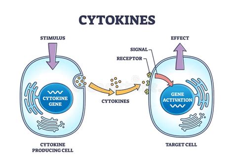 Cytokines Diagram Panels Of Cytokines And Chemokines Released By
