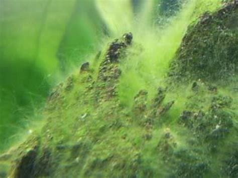 Freshwater Algae Identification Types Of Algae Reproduction