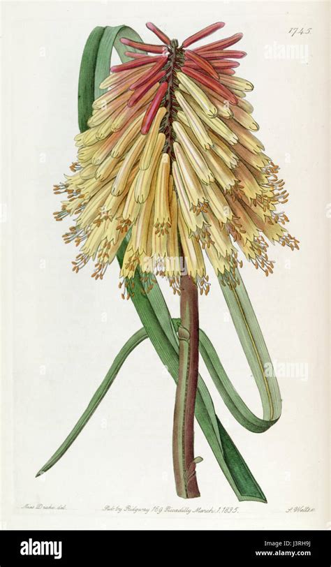 This Botanical Illustration Depicts Kniphofia Uvaria Formerly Known As