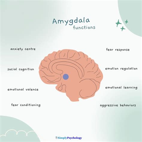 What Is The Amygdala Function And Brain Location
