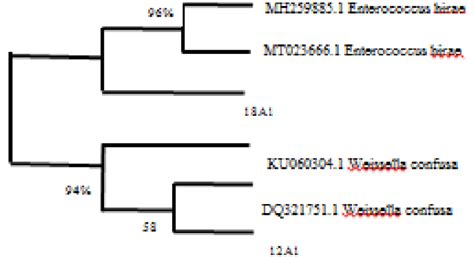 Phylogenetic Tree Of Enterococcus Hirae Mh259885 1 And Weisella Confusa