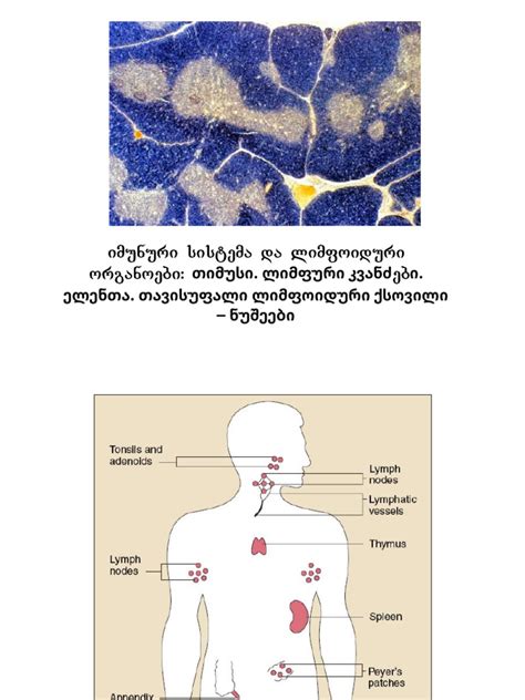 პრეზენტაცია თიმუსი ლიმფური კვანძები ელენთა ნუშები Pdf