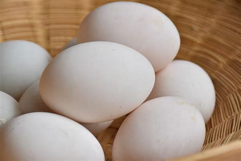 Setting Duck Eggs At Bethany Barrett Blog