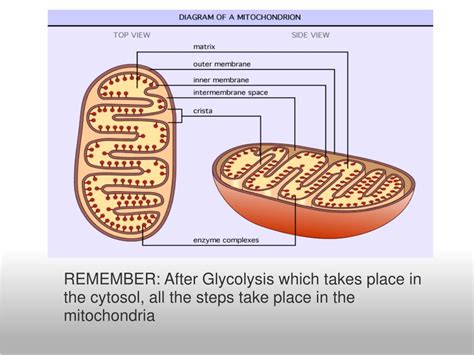Ppt Pyruvate Oxidation And Krebs Cycle Powerpoint Presentation Free Download Id 5062110