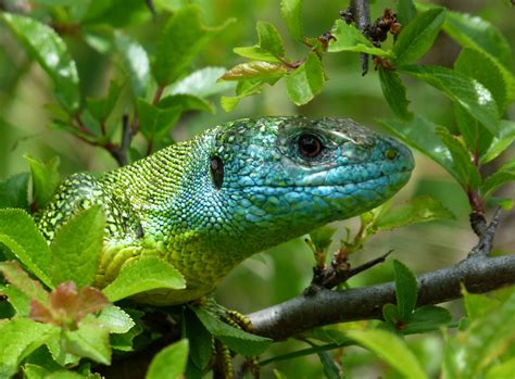 * Lézard vert occidental * photo et image | nature, macro, animaux ...
