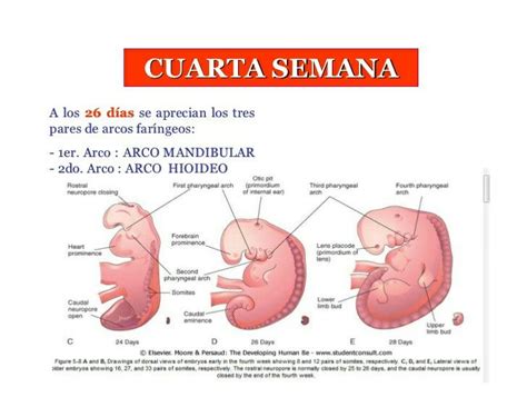 La Embriogenesis De La Glándula Tiroides Se Origina En La Cuarta Semana A Partir Del Segundo