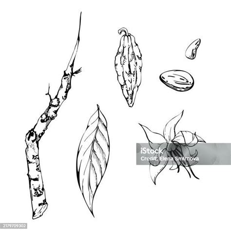 커피 코코아 카카오 바닐라 꽃 잎 가지 씨앗 꼬투리 콩 이국적인 열대 식물 그림 마야 아즈텍 멕시코 공장 손으로 그린 잉크 벡터입니다 과자 카페 가게를 위한 고립된 단일