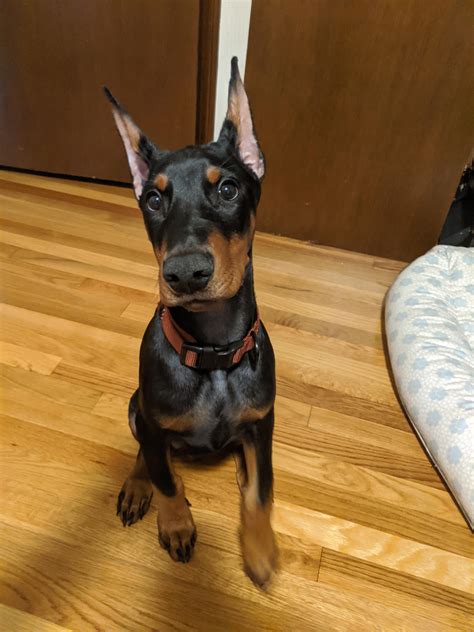 Growing Into Such A Handsome Boy Scrolller