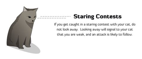How To Tell If Your Cat Is Plotting To Kill You By Matthew Inman