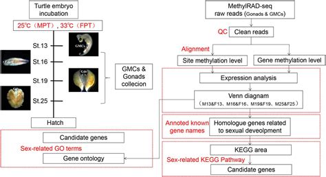 temporal variation in dna methylation during gonadal development in a
