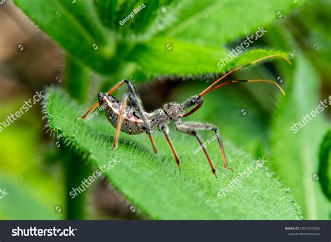 Wheel Bug Nymph Images Stock Photos Vectors Shutterstock