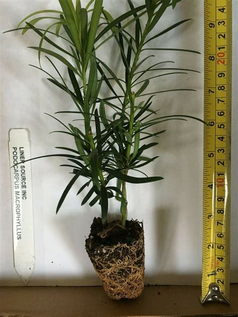 Podocarpus Macrophyllus