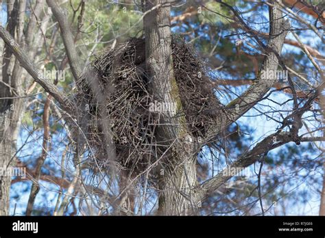 Northern Goshawk Nest