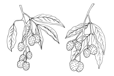 Litchi Branches Are Black And White Isolated On A White Background Outline Illustration In