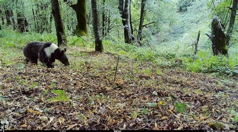ულამაზესი მურა დათვი ლაგოდეხის დაცული ტერიტორიებიდან ფოტო Knews Ge