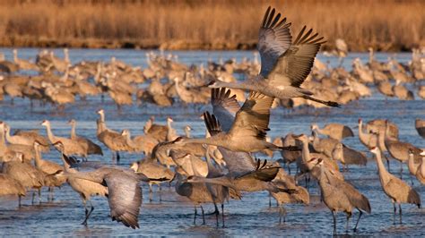 Platte River Sandhill Cranes N Americas Great Bird Spectacle
