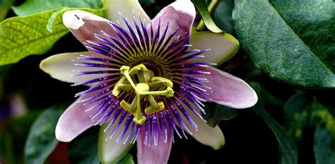 Passiflora Seeds Canada Seedfully
