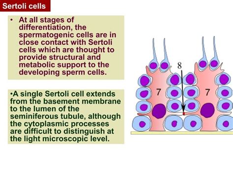 Testes Structure And Endocrine Function Pdf