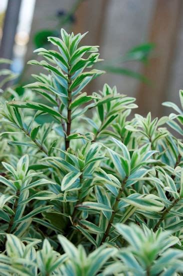 Hebe Eyecatcher Breederplants