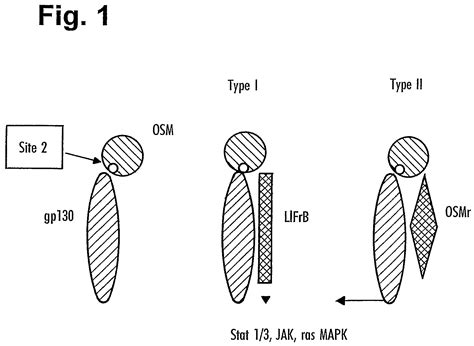 Immunoglobulins Eureka Patsnap