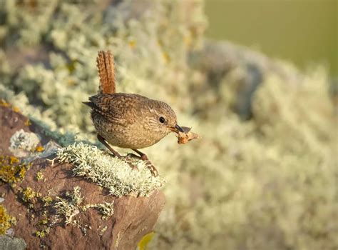 What Do Wrens Eat A Complete Guide To Wren Food And Diet