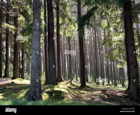 Sunlight Filtering Through Forest Trees Stock Photo Alamy