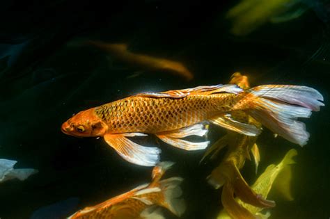 멋진 잉어 연못에서 수영 멋진 Carps 물고기 또는 잉어 연못에서 수영 수영과 공간의 움직임 0명에 대한 스톡 사진 및 기타 이미지 Istock