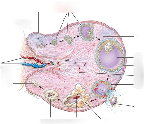 Diagram Of Female Reproductive System Ovaries Quizlet