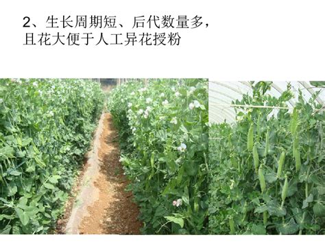 人教版高中生物必修二课件：1 1 孟德尔的豌豆杂交实验（一）（共36张ppt） 21世纪教育网