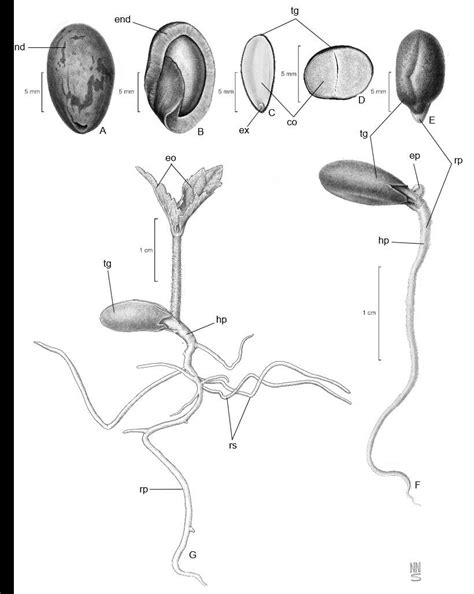 Seed And Seedling Of Aegiphila Brachiata Vell A Pyrene B