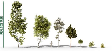 Tree Vegetation Tree And Plant Animation Library Addon Blender Market
