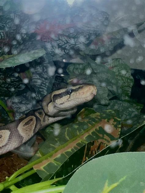 she loves her clutter hide r ballpython