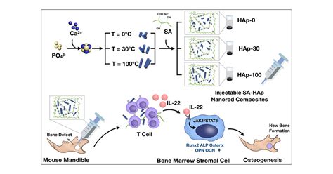 Biomimetic Hydroxyapatite Nanorods Promote Bone Regeneration Via Accelerating Osteogenesis Of
