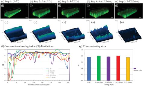 Quantification Of Coating Efficiencies In The 3d Clsm Reconstructions