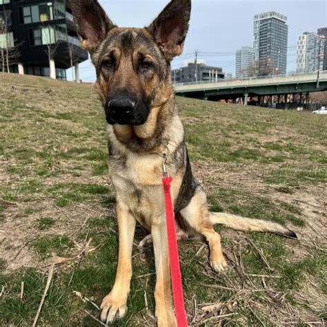 The New Classical Fm Pet Of The Week Todd The New Classical Fm