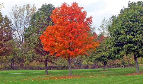 Maple Tree In Park Free Stock Photo Public Domain Pictures