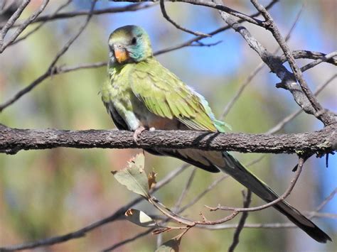 Golden Shouldered Parrot Psephotus Chrysopterygius