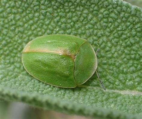 Cassida Viridis Galerie