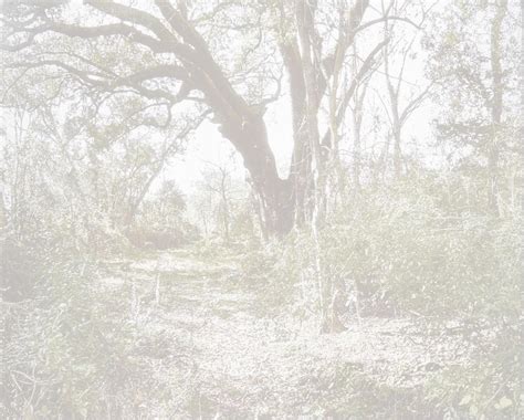 Steve Mcqueens Lynching Tree