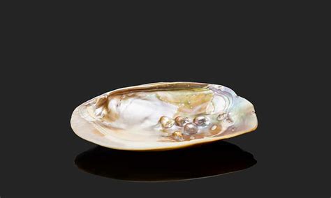 Bacterial Route To Mother Of Pearl May Provide Shelter For Lunar Explorers